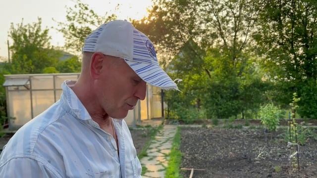 Сажаем черешню на Урале! Можно ли вырастить на Южном Урале черешню? Посадка саженца черешни