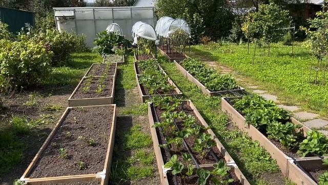 Записала мужа на диктофон - пришлось идти в лес! Плохой сбор грибов, хороший урожай в саду