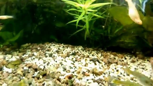Мой аквариум/Утренняя кормёжка