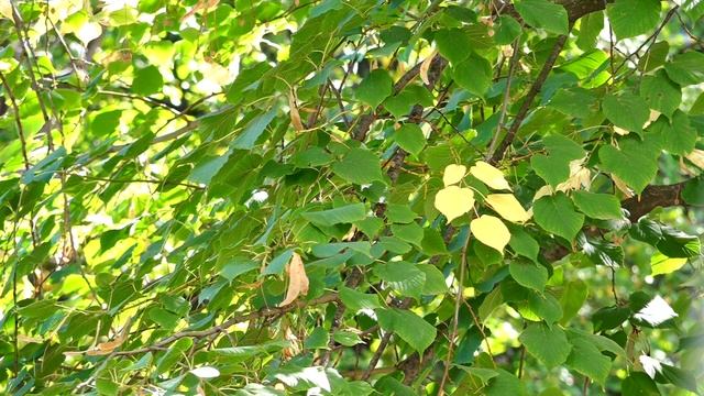 06.2 Душа безмолвия. Молитвы любви.