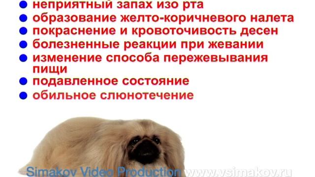 Валта ТВ - Советы ветеринарного врача. Уход за зубами у животных