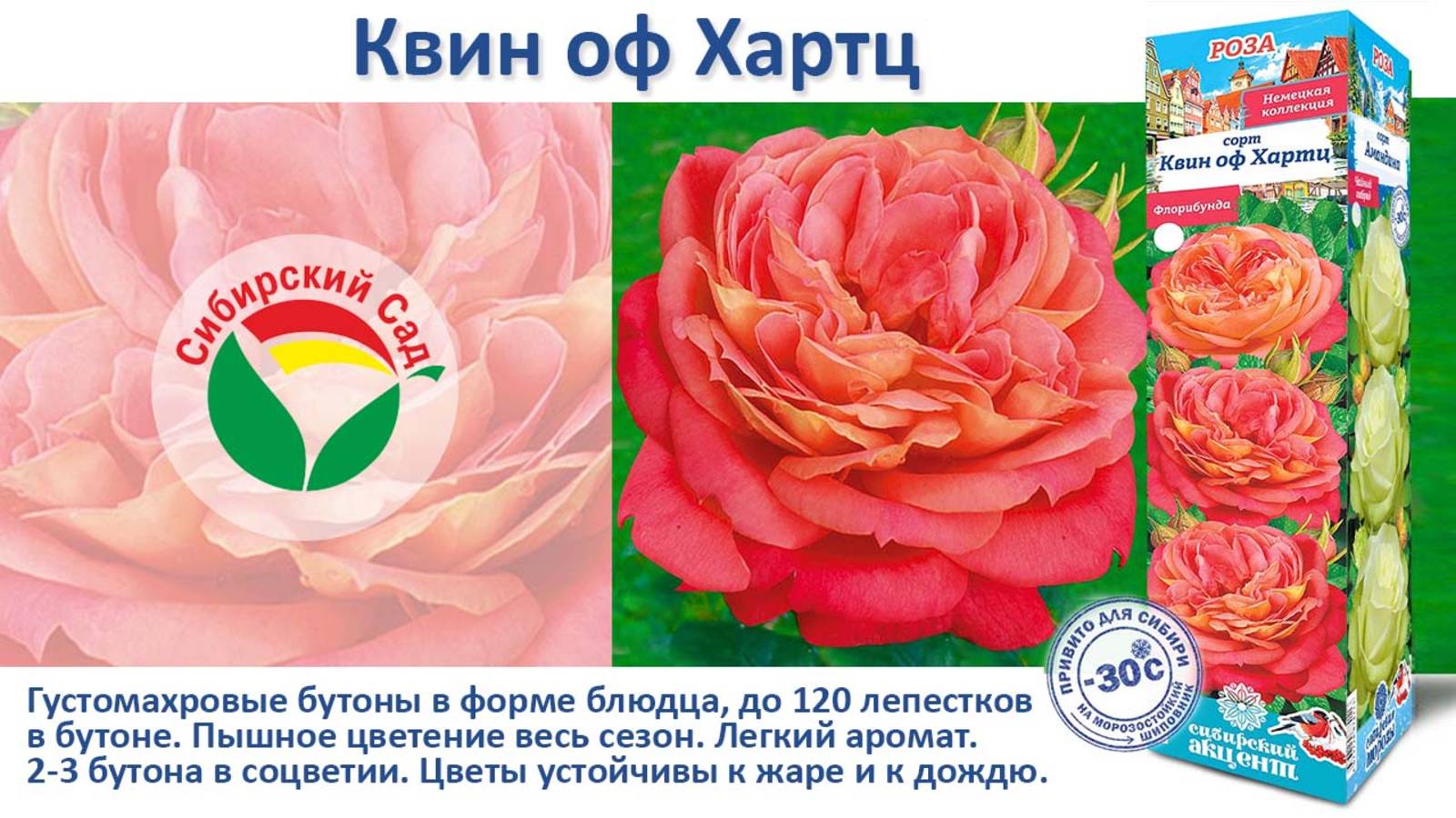 Роза Квин оф Хартц (Флорибунда) от Агрофирмы "Сибирский сад"