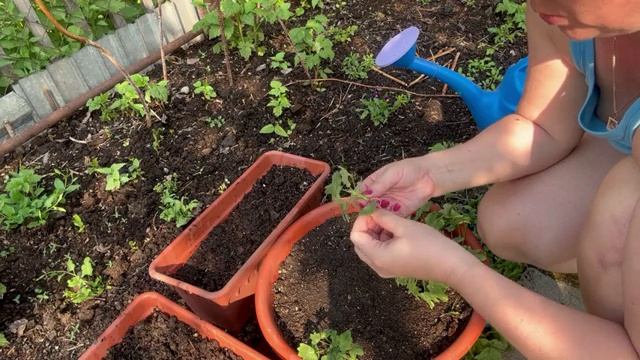 Так герань я еще не садила. Самая простая посадка пеларгонии в вазон и ящики
