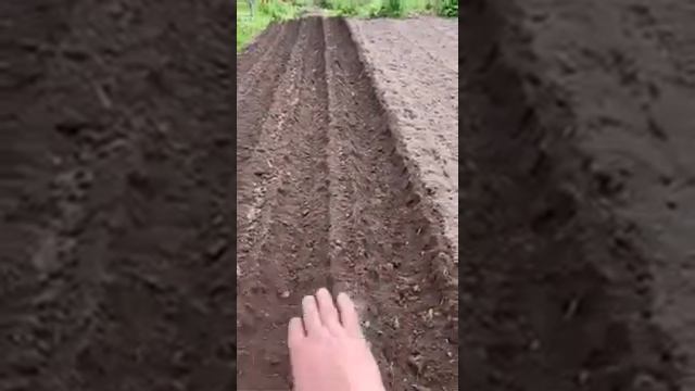 посадка картошки 2024, культиватор Hunter и культиватор Viking