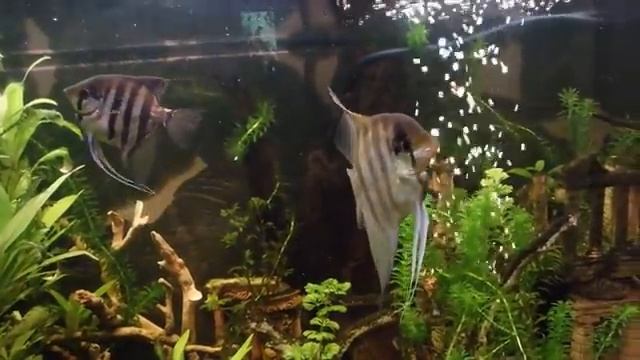 немножко аквариумной жизни у меня дома