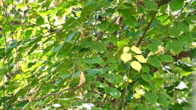 01.4. Душа Безмолвия. Гимны.