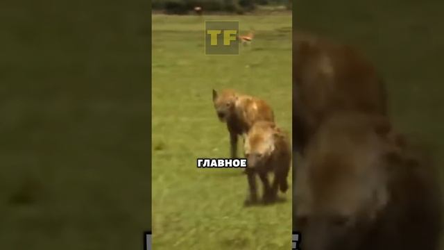 Гиены очень адаптивны к выживанию