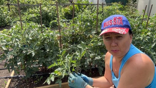 Помидоры начнут спеть быстрее. 4 шага что нужно сделать в августе