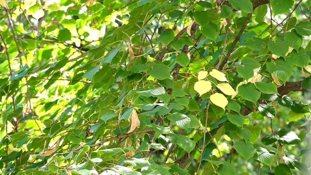 01.2 Душа Безмолвия. Гимны