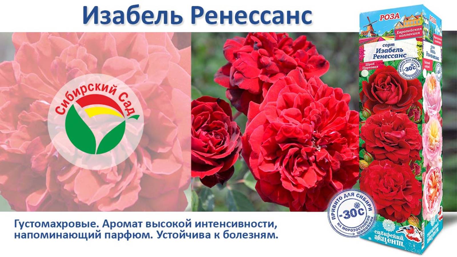 Роза Изабель Ренессанс (Шраб) от Агрофирмы "Сибирский сад"