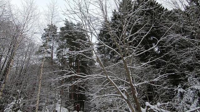 Новогодний лес в Пирогово. 2021