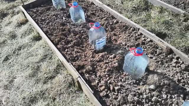 13 мая. Обзор моего огорода. ДЫНИ, АРБУЗЫ, ОГУРЦЫ, ЛУК, МОРКОВЬ и т. д. Татьяна Пивкина