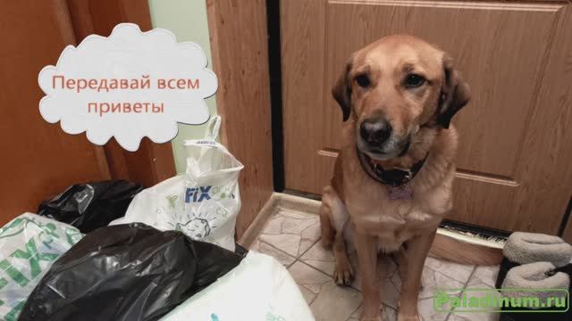 Помогаем приюту для собак. 21 декабря 2024