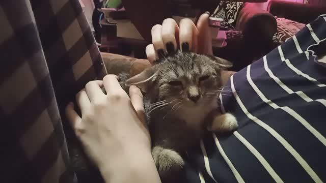 Летающая Ёлка и Кися