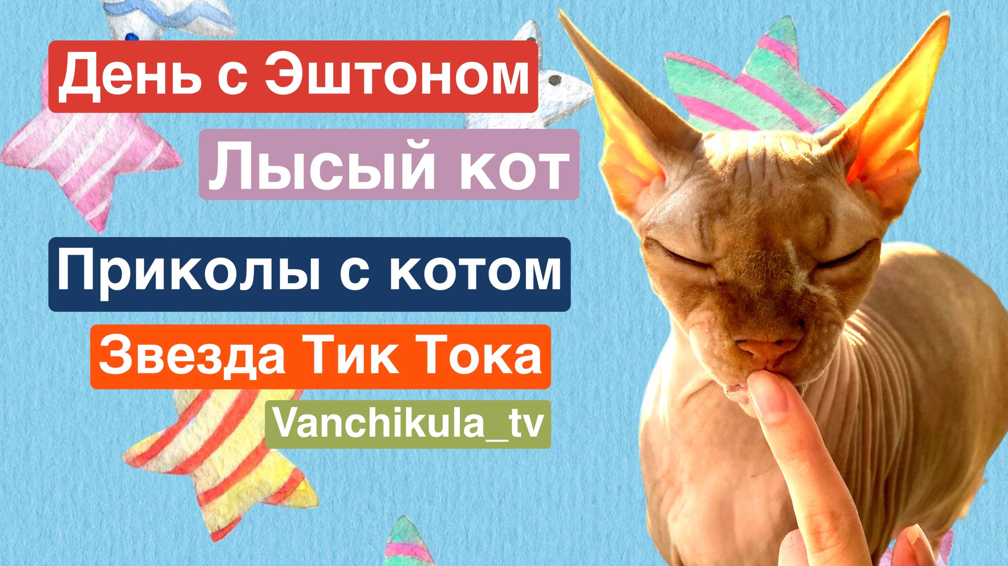 День с Эштоном. Лысый кот сфинкс. Звезда Тик Тока