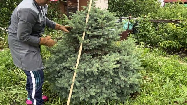 Как формировать голубую ель красивой. Обрезка голубой ели. Формирование правильной формы