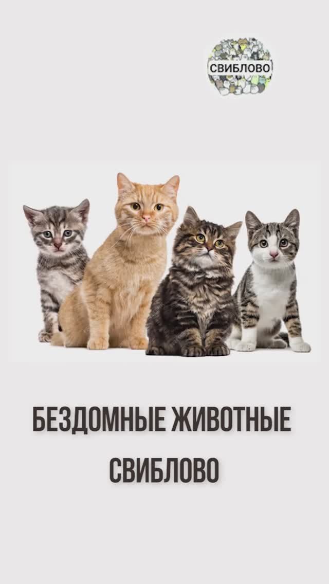 Бездомные животные Свиблово