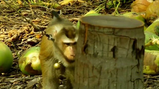 Таиланд.Самуи.02.2010