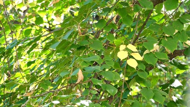 06.4 Душа Безмолвия. Молитвы любви