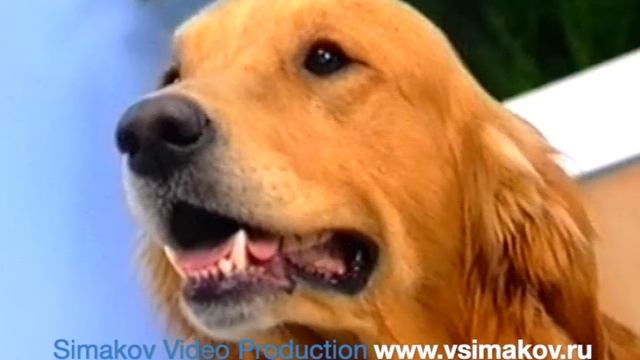 Валта ТВ - Советы ветеринарного врача. Заболевания печени у животных