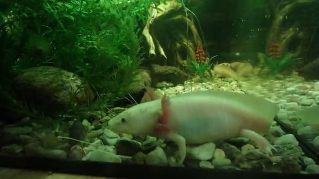 Мушенция и аксолотли)))