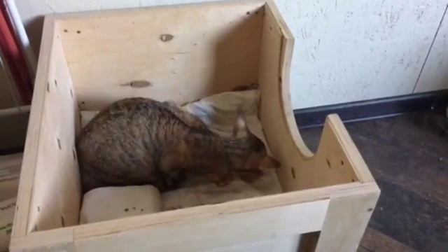 Кошка носит котенка