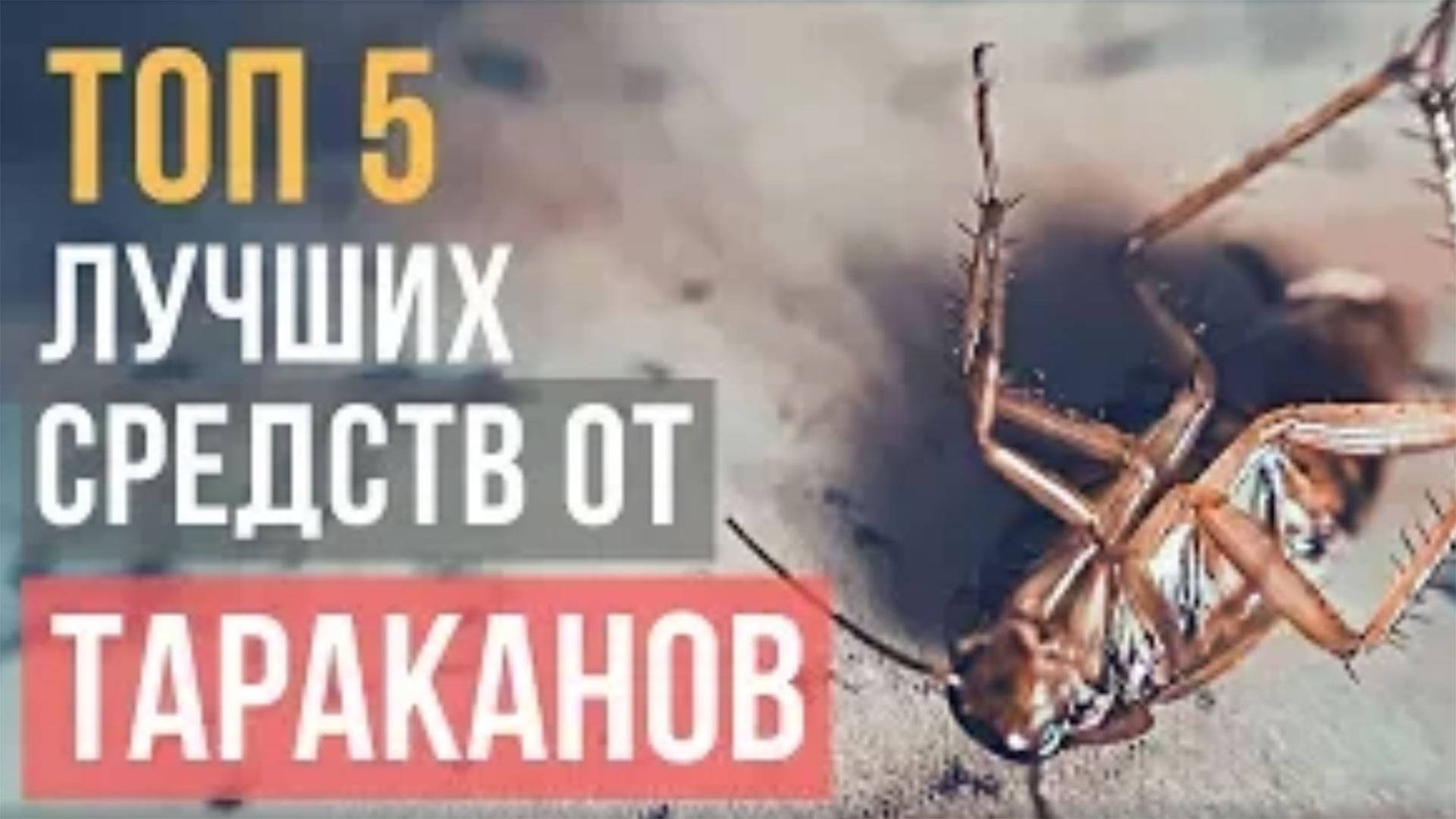 5 лучших средств от тараканов по результатам испытаний в 2018 году