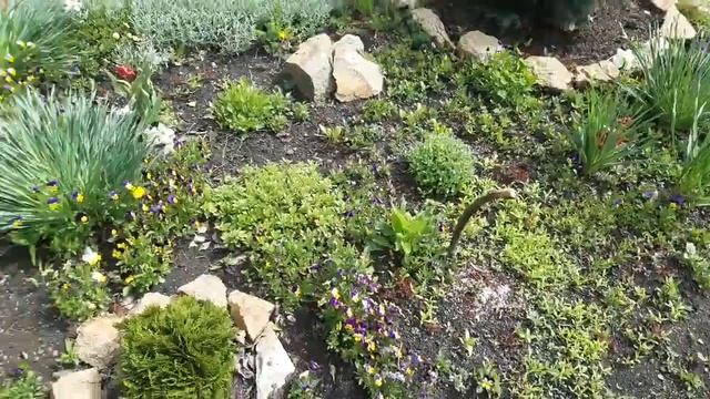 Кто сбил ёжика?! Мой муж больной на всю машину! Экскурсия по саду