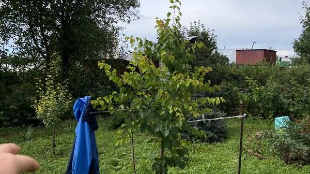 Что творится в Челябинске и у нас на даче? Купили доски и я успокоилась!