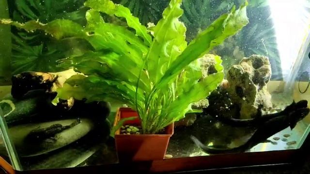 Тритоны Милые Создания