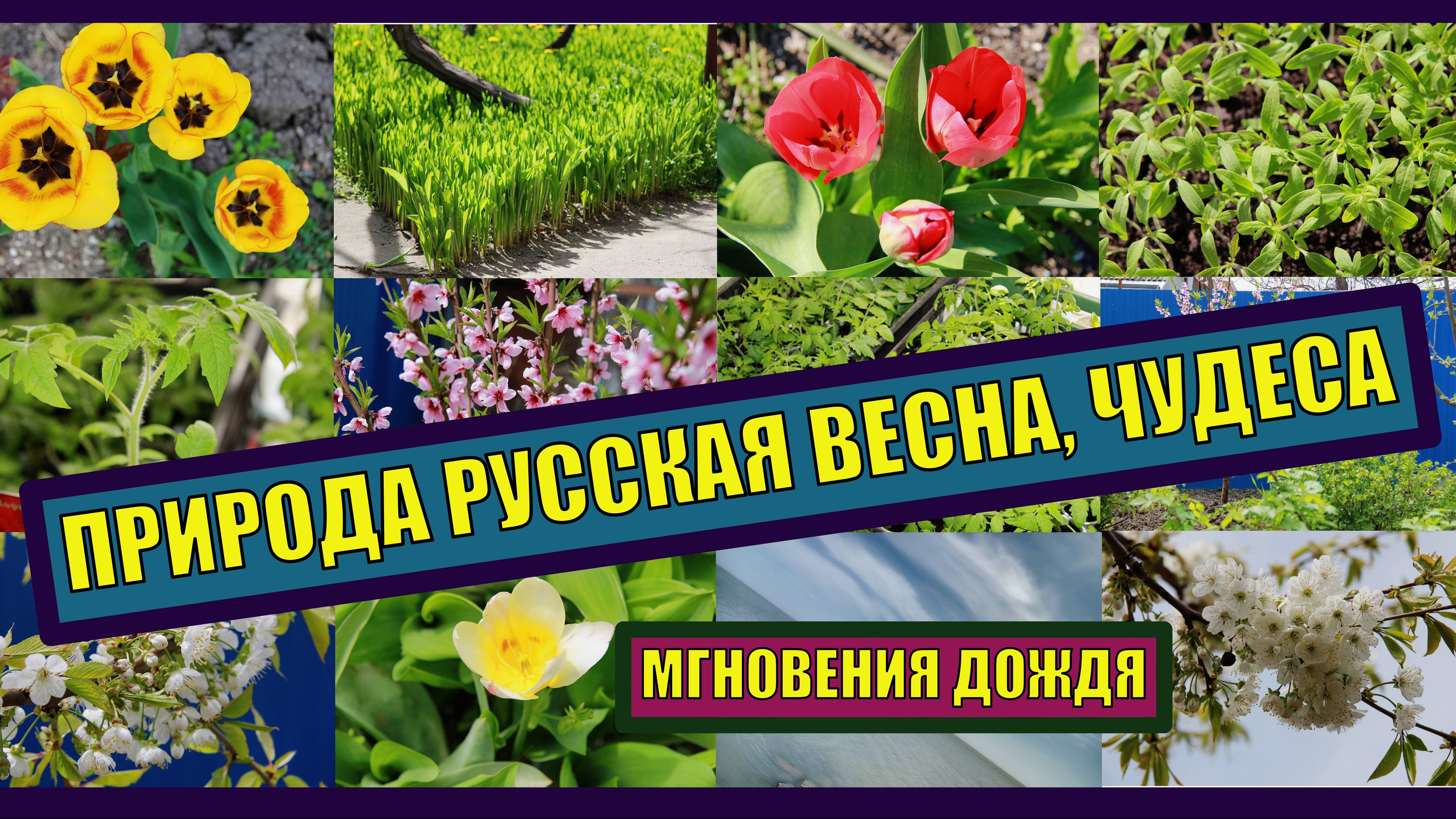 Природа. Русская весна на Кубани. Чудеса природы. Мгновения дождя