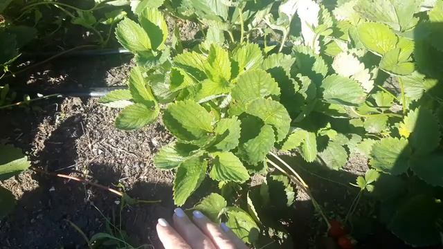 6 секретов хорошего урожая клубники! Сделай так после сбора ягод!