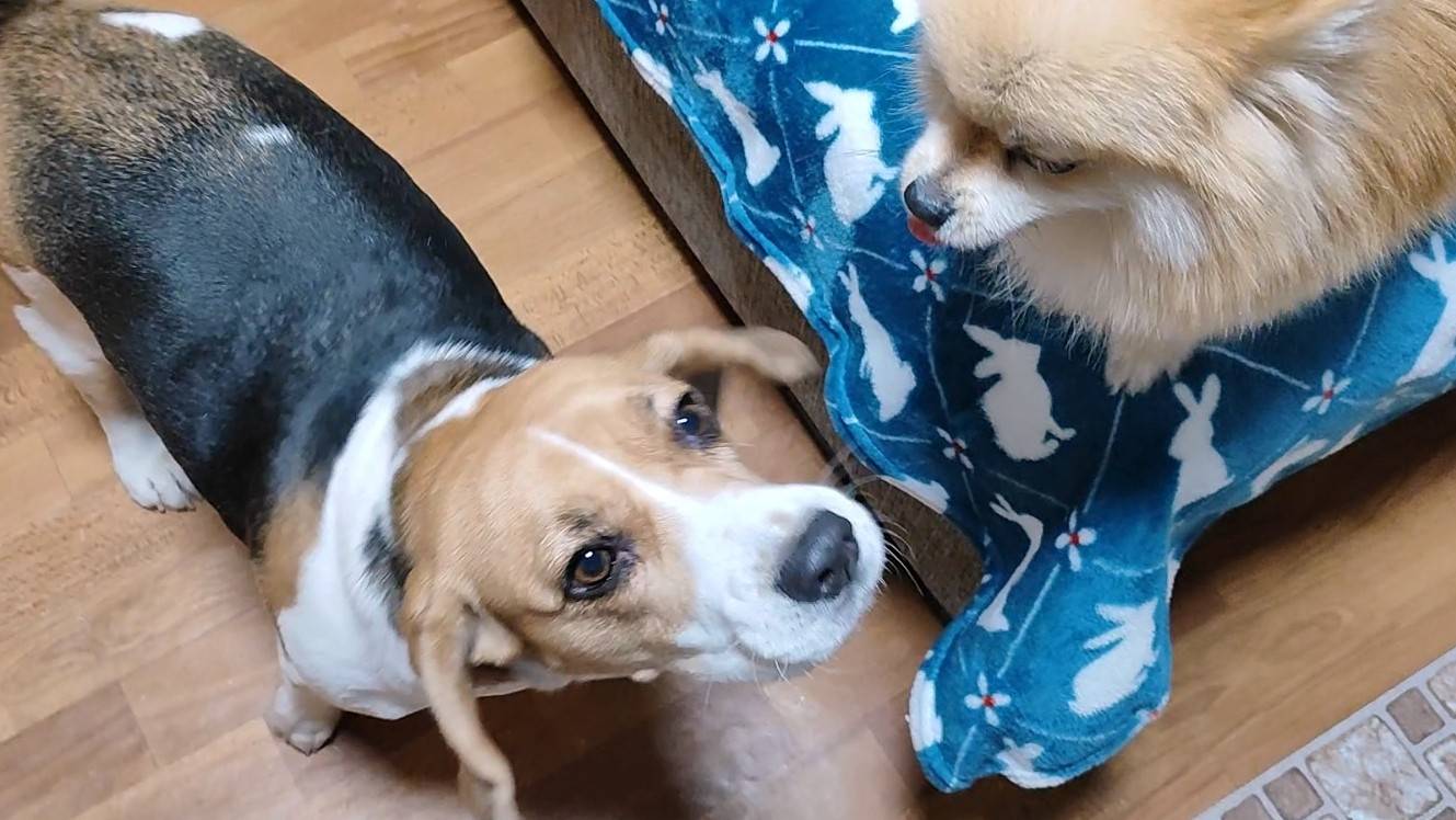 Собаки помогают проснуться мне и друг другу. Грейси и Фокс просятся гулять | Передержка, Ростов