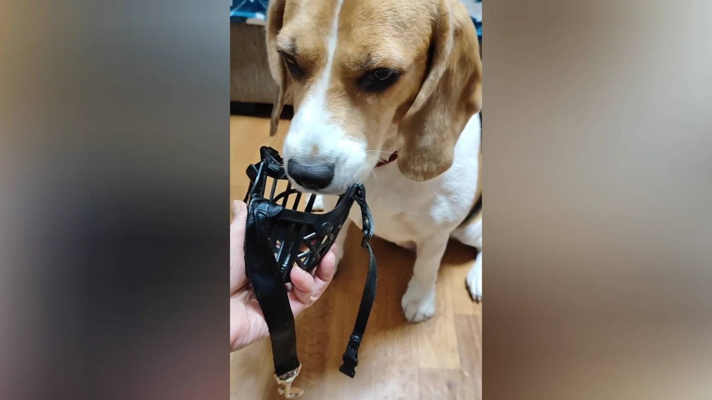 "Любимый" намордник Грейси. Анти-стрессовое надевание и маленький апгрейд | Передержка собак Ростов