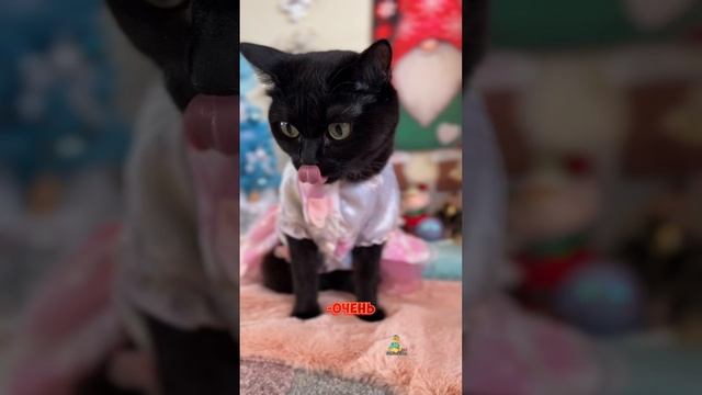 А вам нравится?😻 #котики #юмор #кошки