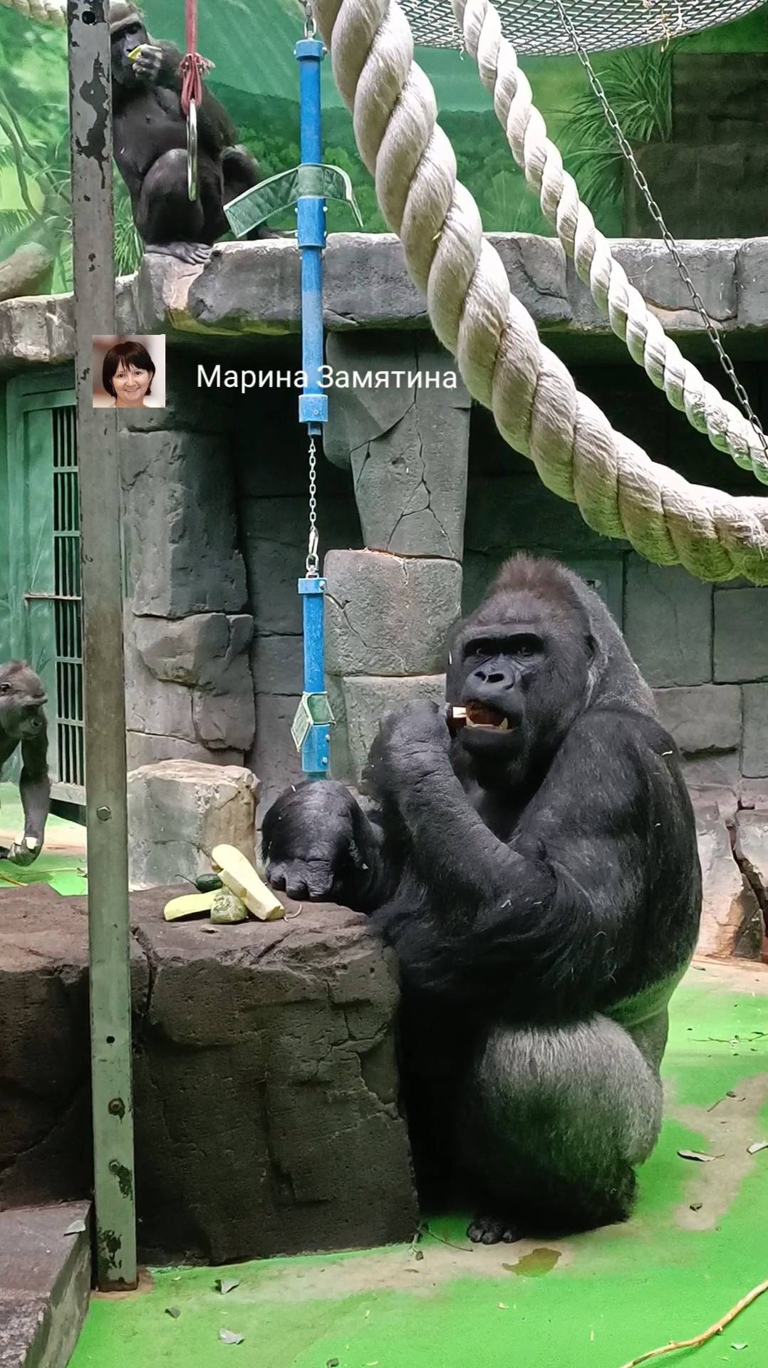 Горилла самец Визури.