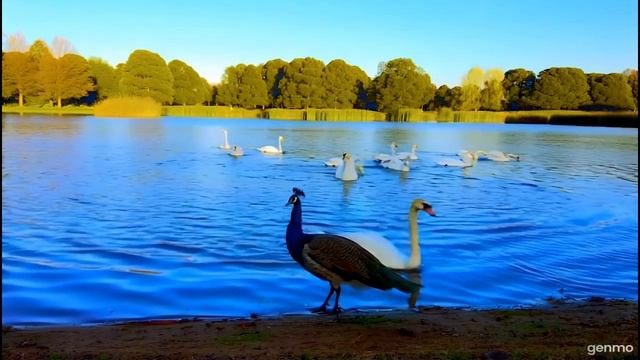 Озерная фантазия