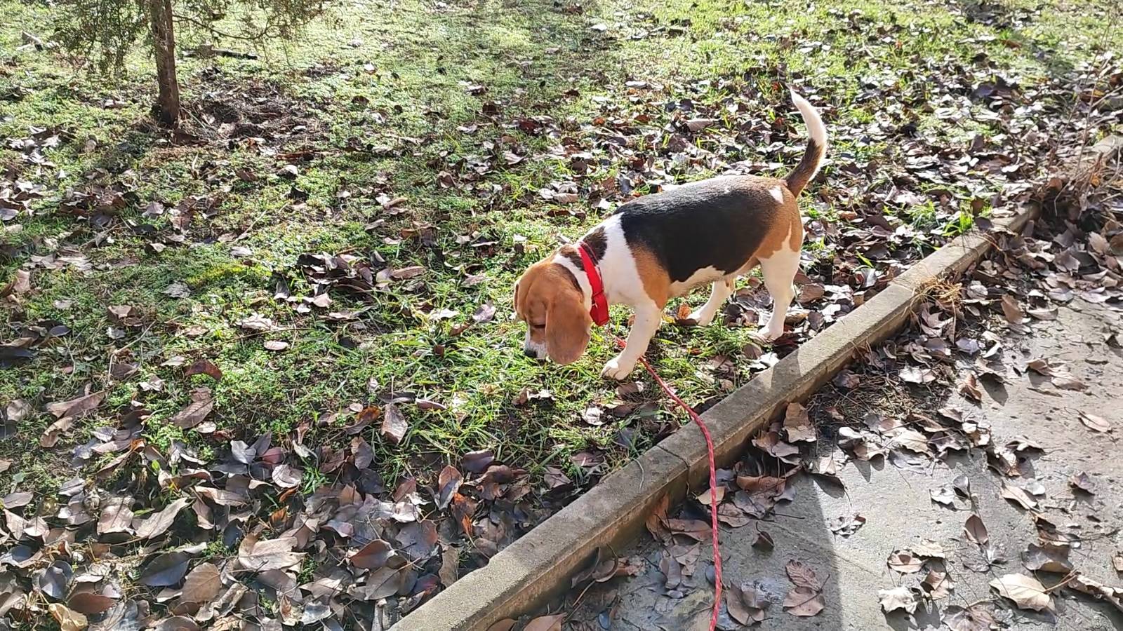 Декабрьская травка и немножко солнца. Гуляем с Грейси... | Передержка собак Ростов