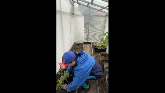 Заслужила медаль. Сажать или садить? Почему не правильно говорю?