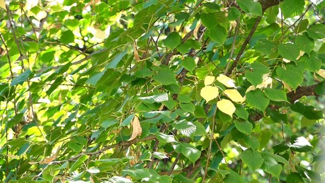 01.6 Душа Безмолвия. Гимны.