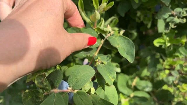 Первый урожай! Муж собрал жимолость! У меня отпуск! Скоро на дачу на ПМЖ!