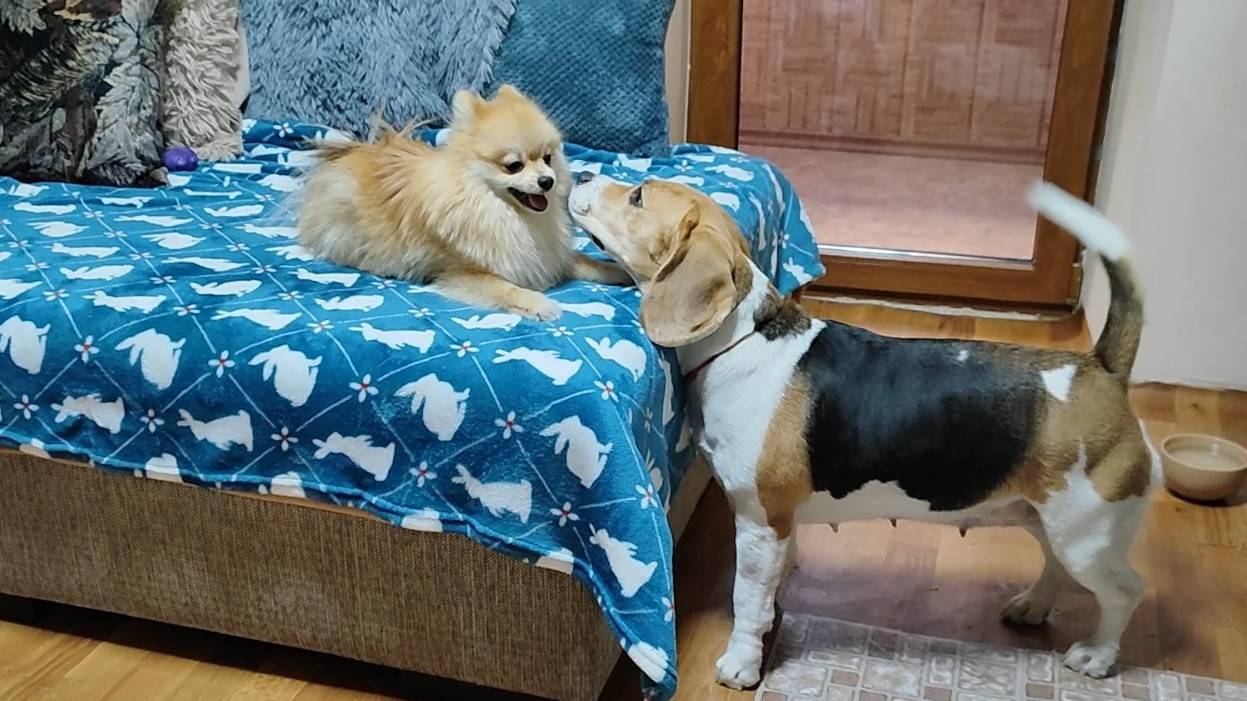 С этими двумя не соскучишься ) Разговорчивая Грейси и дикий Лис | Передержка собак Ростов