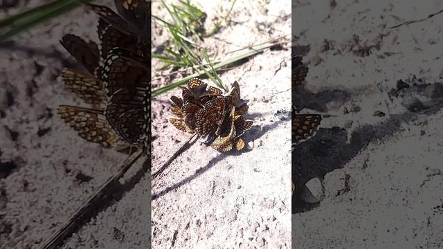 Большое скопление бабочек. 🦋🦋🦋
