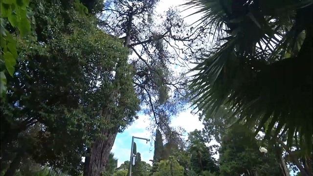 Абхазия. Пицунда. Едем в Сухум. Новый Афон купаемся в море.