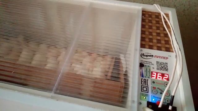 Инкубация яйца бройлера Кооб 500, инкубатор норма луппер С10!