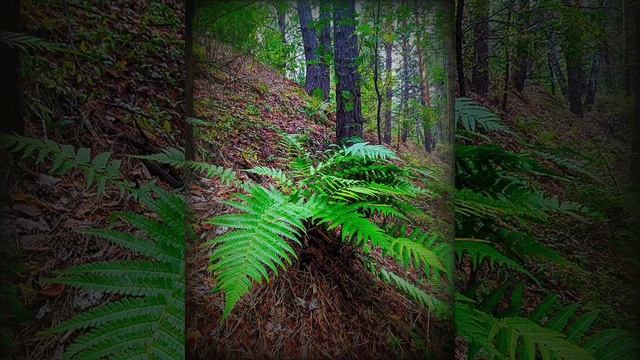 Мои кадры из природы.