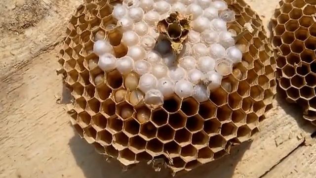 Гнездо шершней