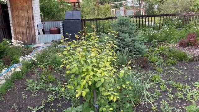 Пожелтели листья груши или яблони? Что делать? Приготовь раствор