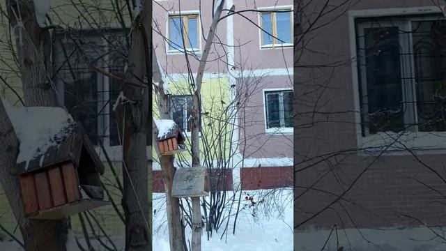 Воробушки слетелись в мороз