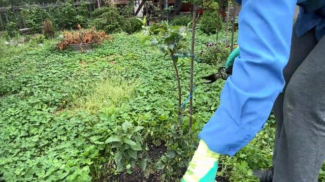 Как вырастить черешню на Урале? Формирование от А до Я. Обрезка "Испанский куст"